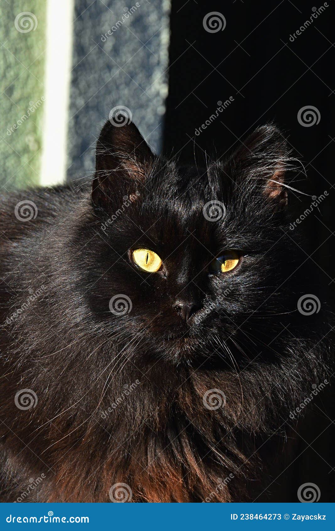 Head of Black Fluffy Young Tomcat Sitting in Front of White Stone Wall ...