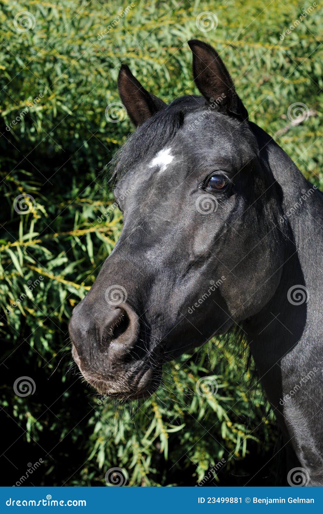 Head of a black horse stock image. Image of animals, elegance - 23499881