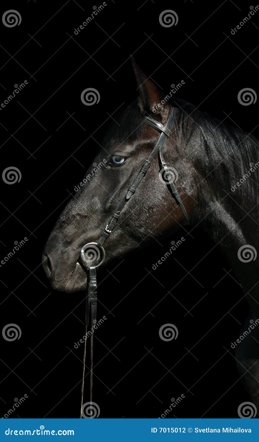 Head of black horse stock photo. Image of animal, breed - 7015012