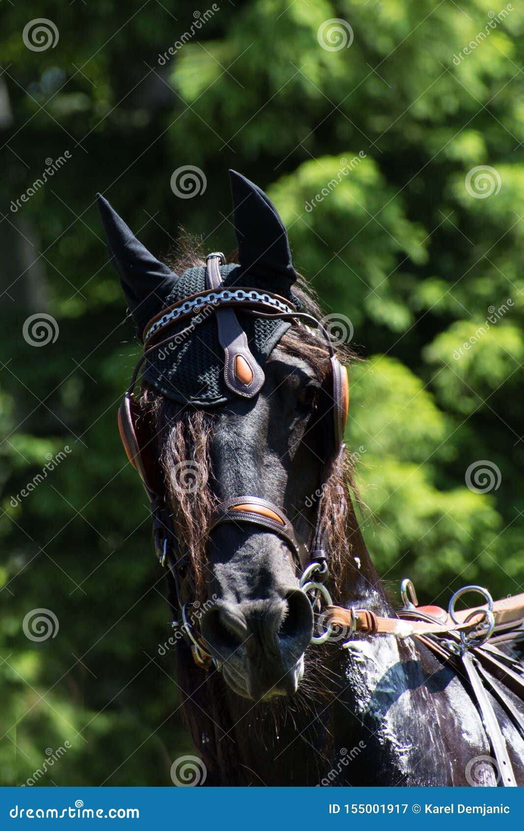 Head of the black horse stock image. Image of green - 155001917