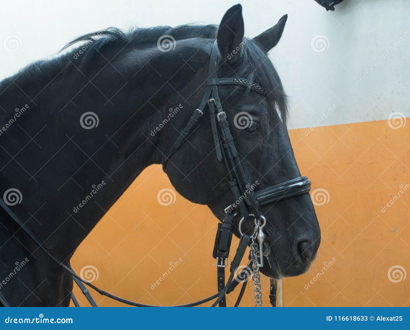 Head of black horse stock image. Image of farm, gallop - 116618633