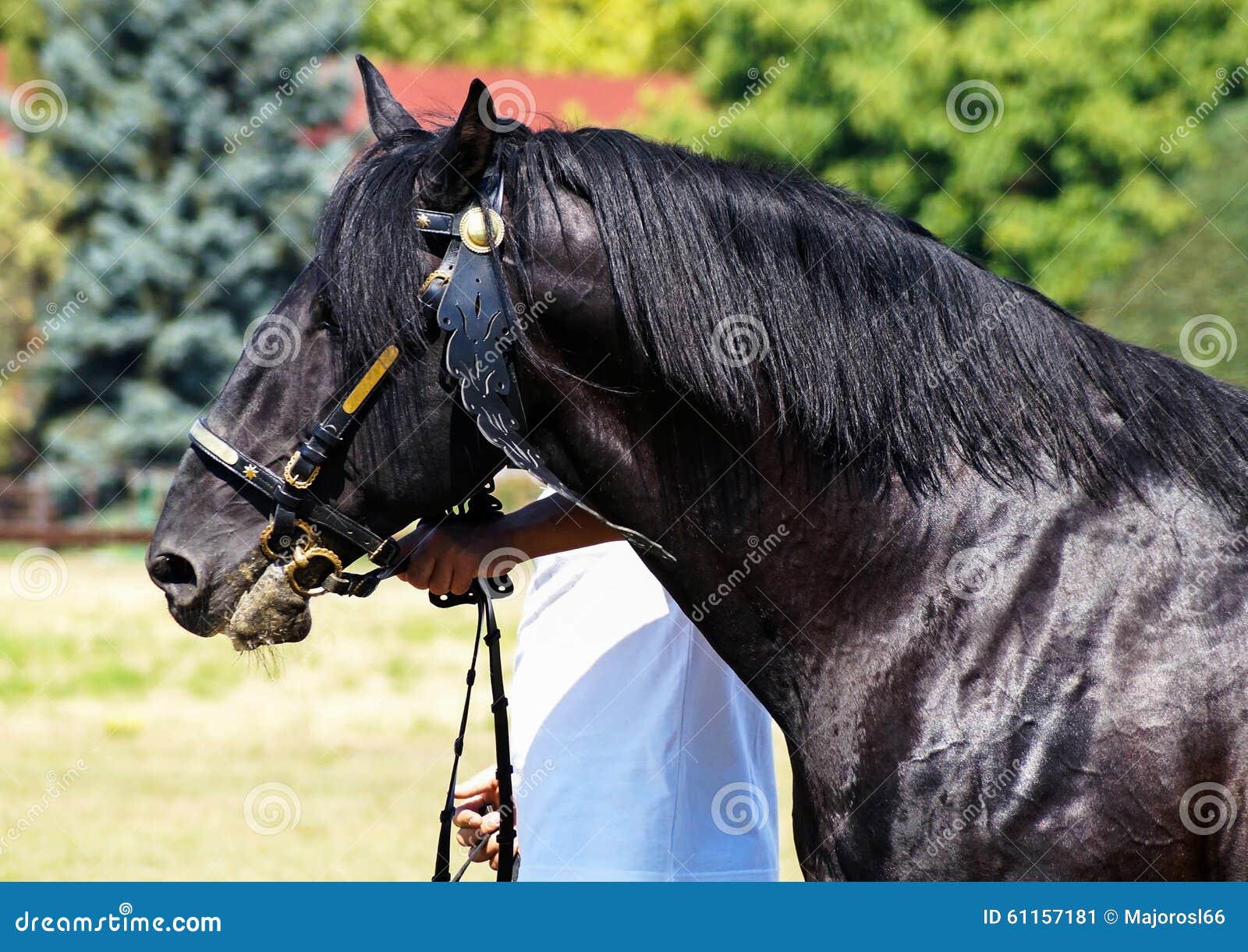 Head of a black horse stock image. Image of black, mammal - 61157181