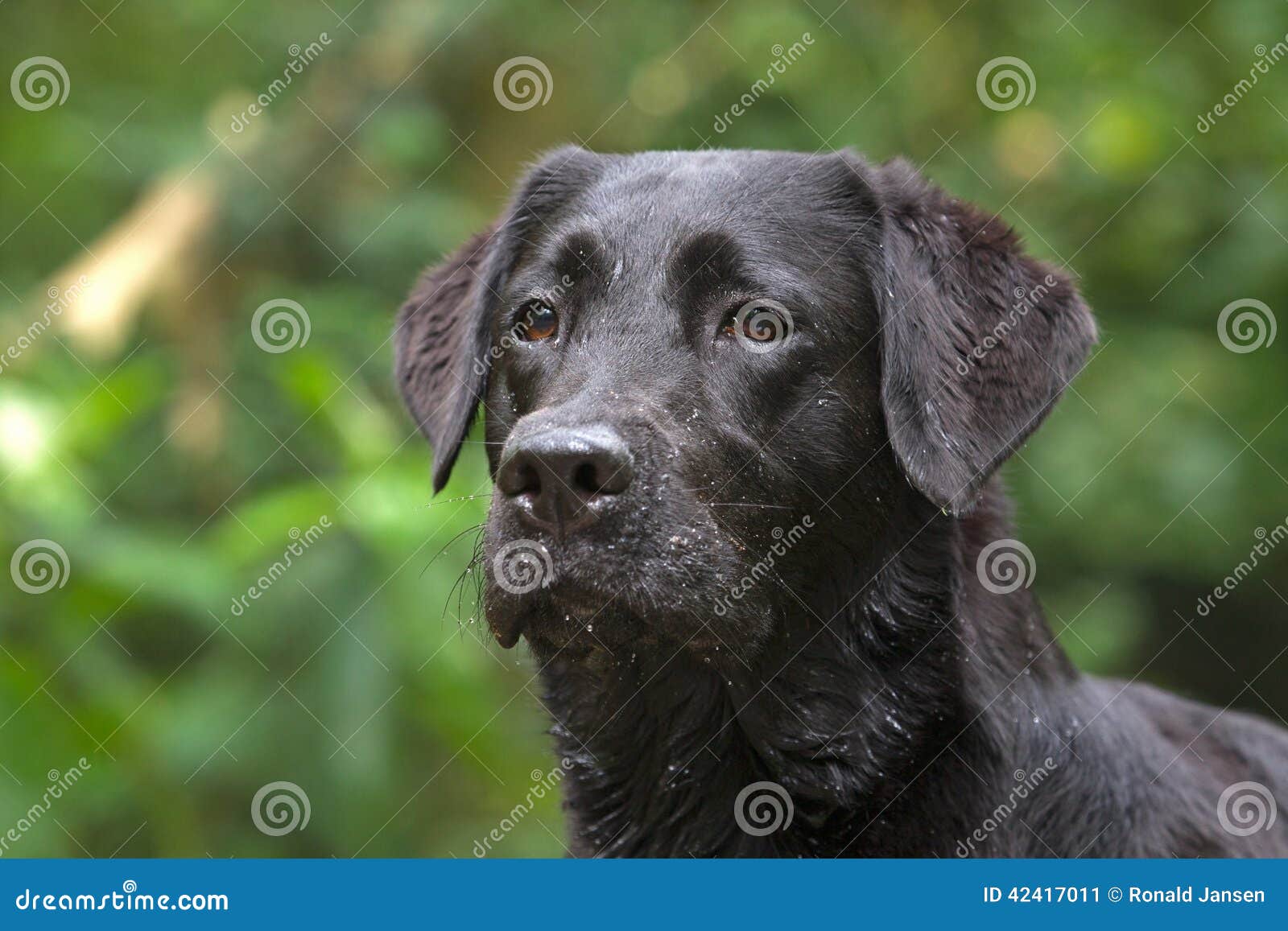 Head of a black labrador stock image. Image of forest - 42417011