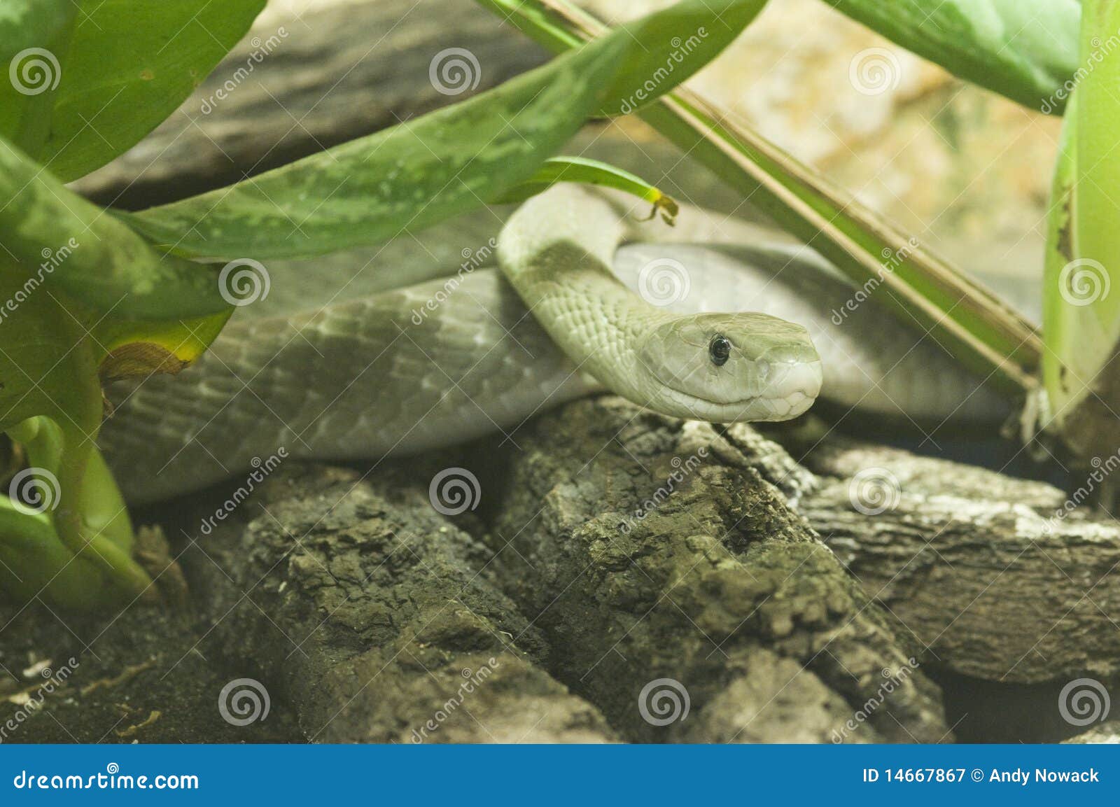 Head of black mamba stock image. Image of africa, animal - 14667867