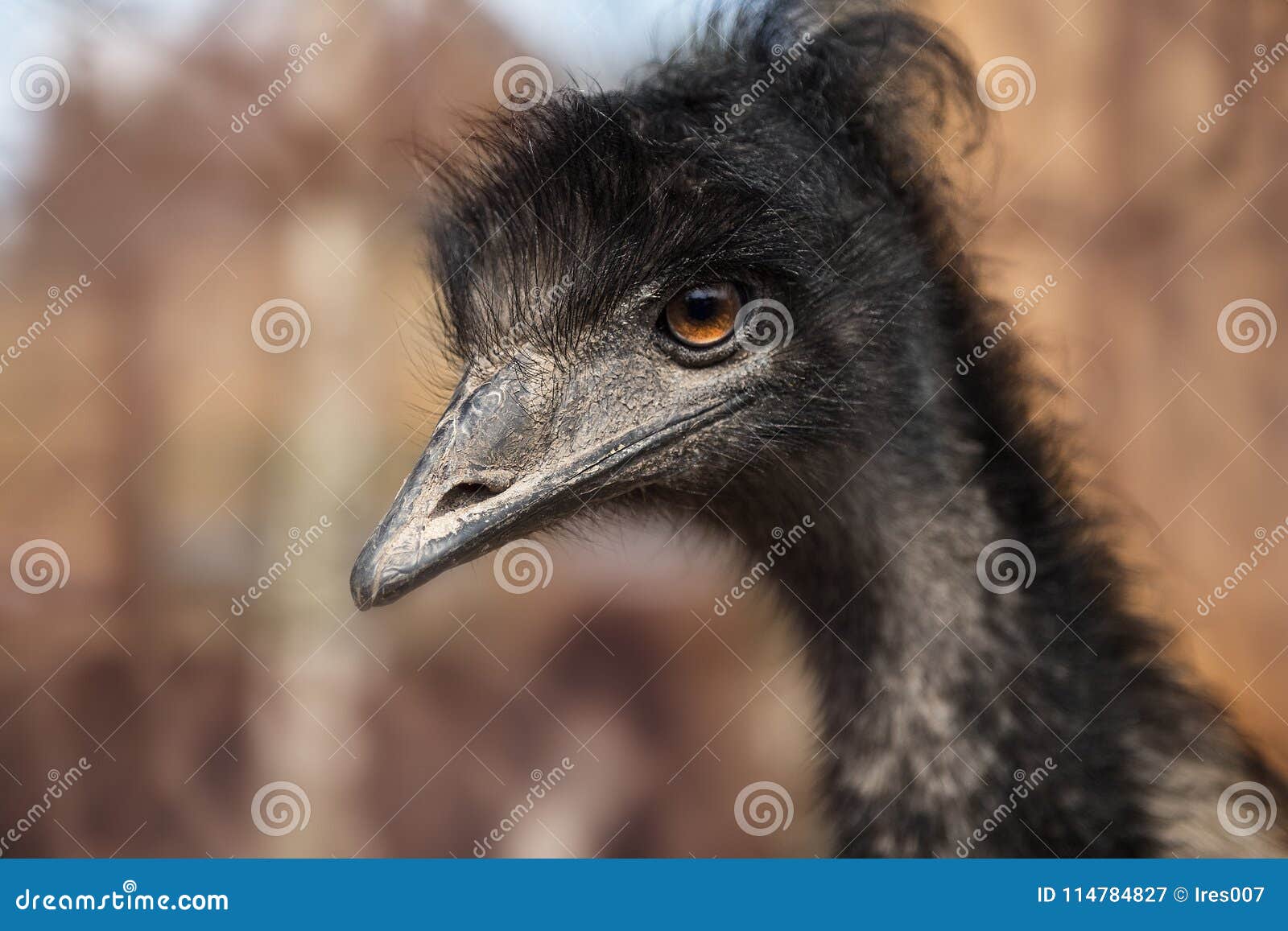 Head of a black ostrich stock image. Image of farm, african - 114784827