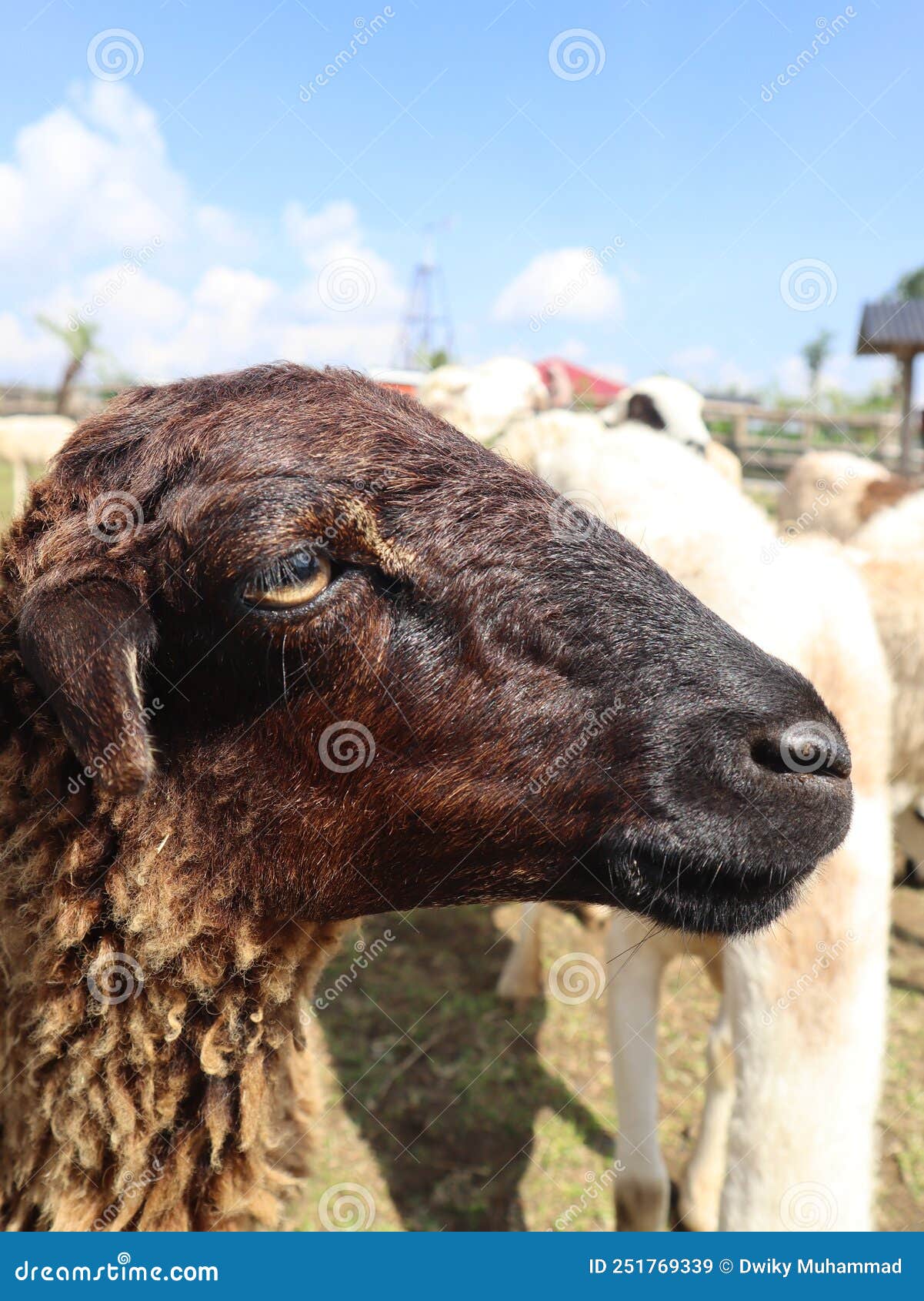 A Head of Black Sheep Side View Stock Image - Image of cattle, view ...