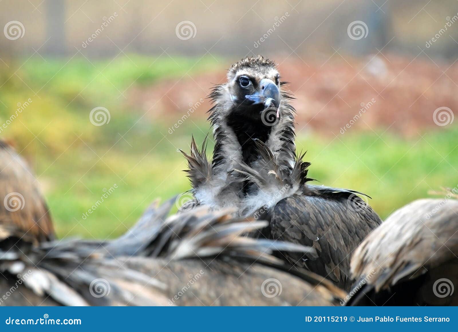 Head of a black vulture stock image. Image of vultures - 20115219