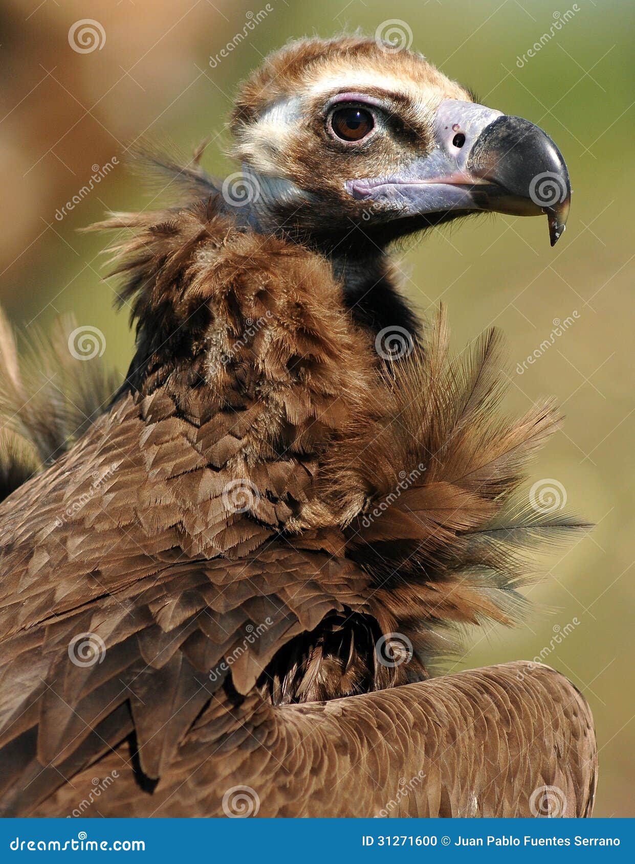 Head of a black vulture stock photo. Image of ecosystems - 31271600