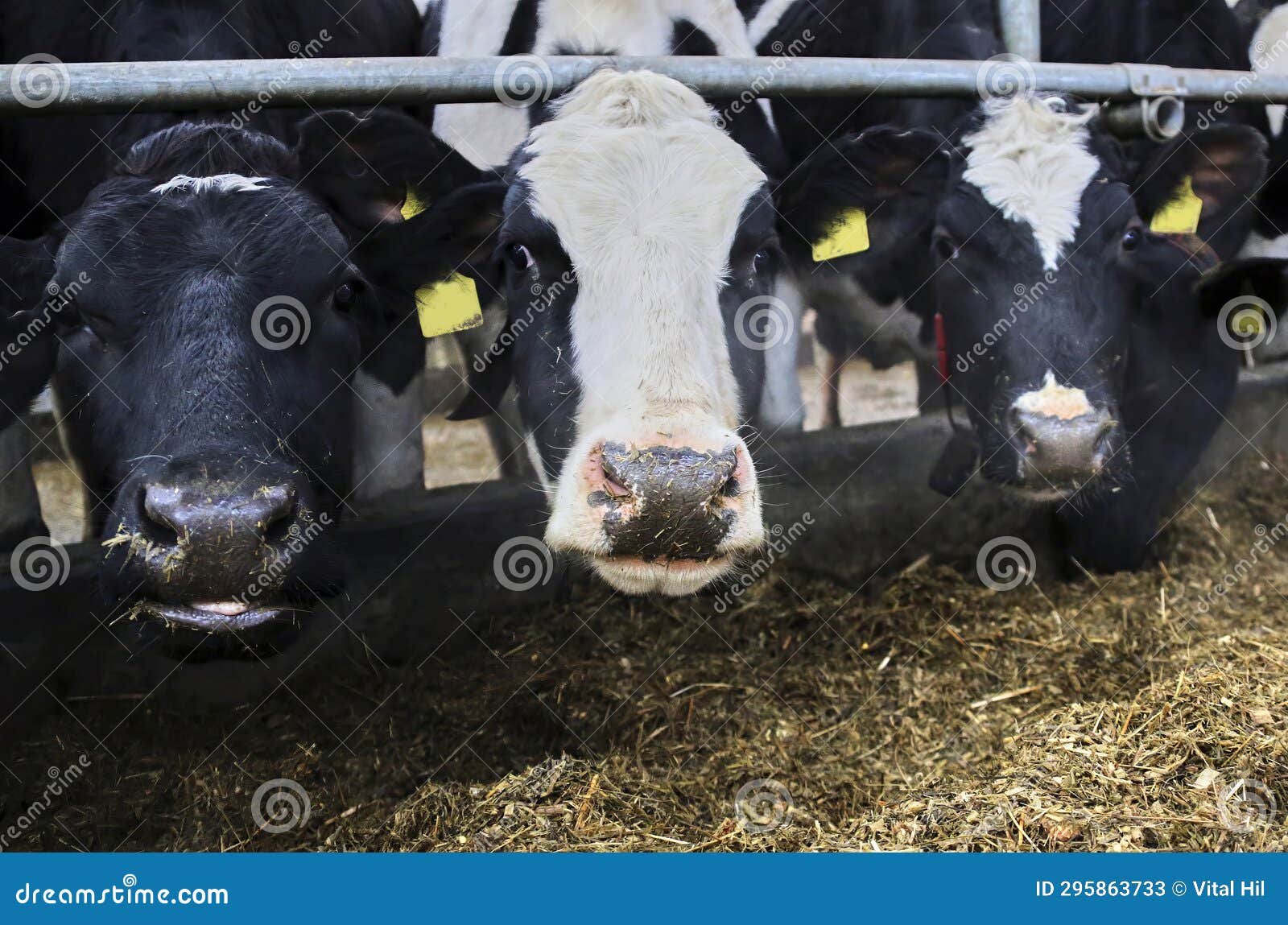 The Head of a Black and White Cow in a Paddock on a Dairy Farm Stock ...