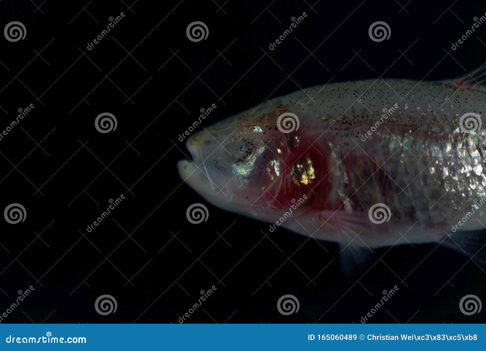 Head of a Blind Cave Fish, Astyanax Mexicanus Stock Image - Image of ...