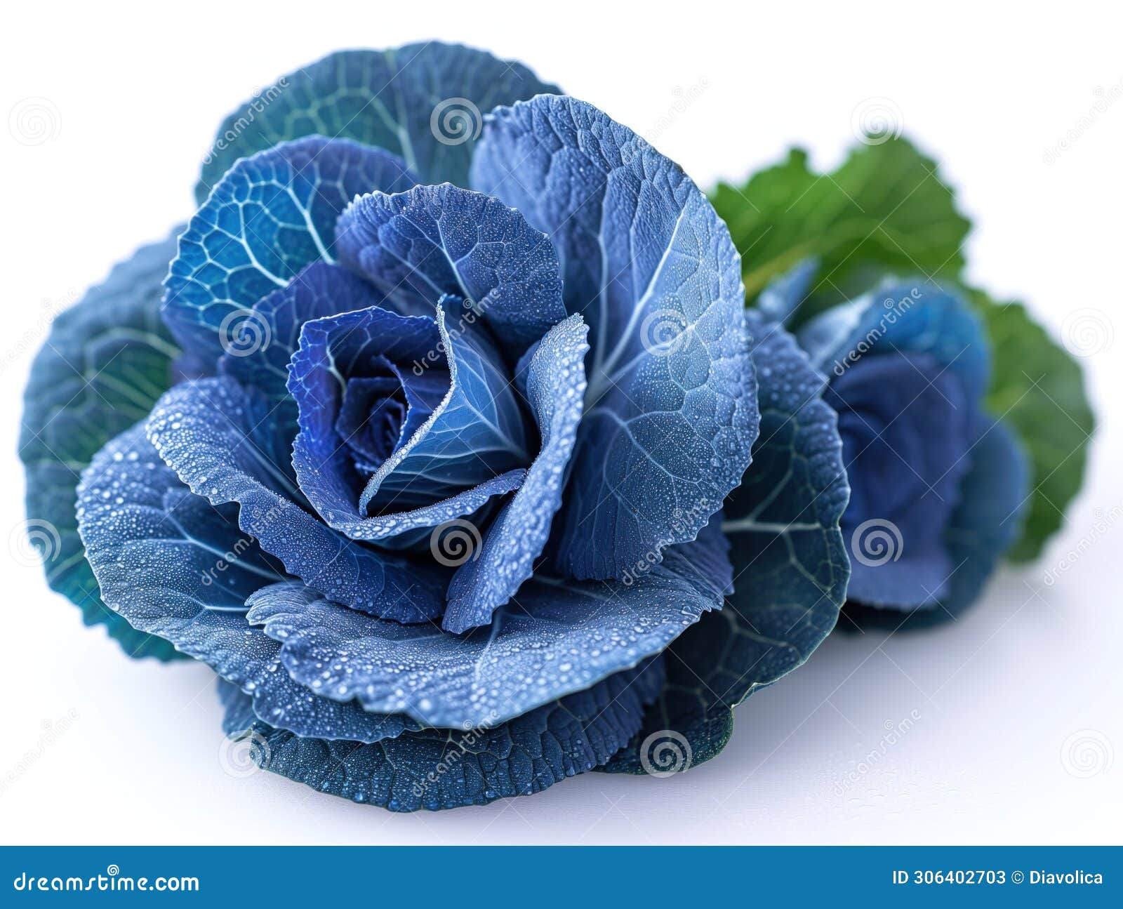 Head of Blue Cabbage on White Background Stock Illustration ...