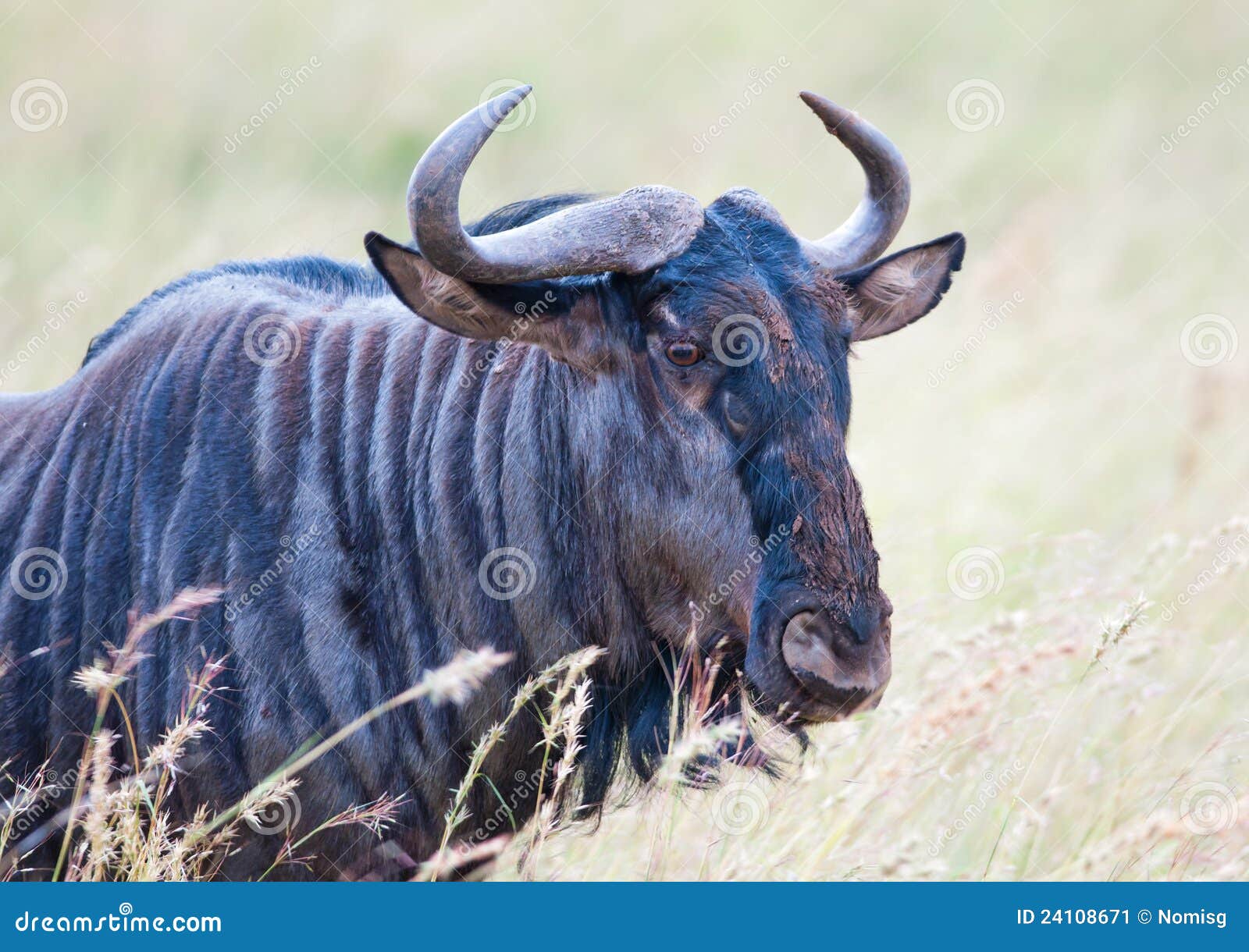 Head of a Blue Wildebeest stock image. Image of bushveld - 24108671