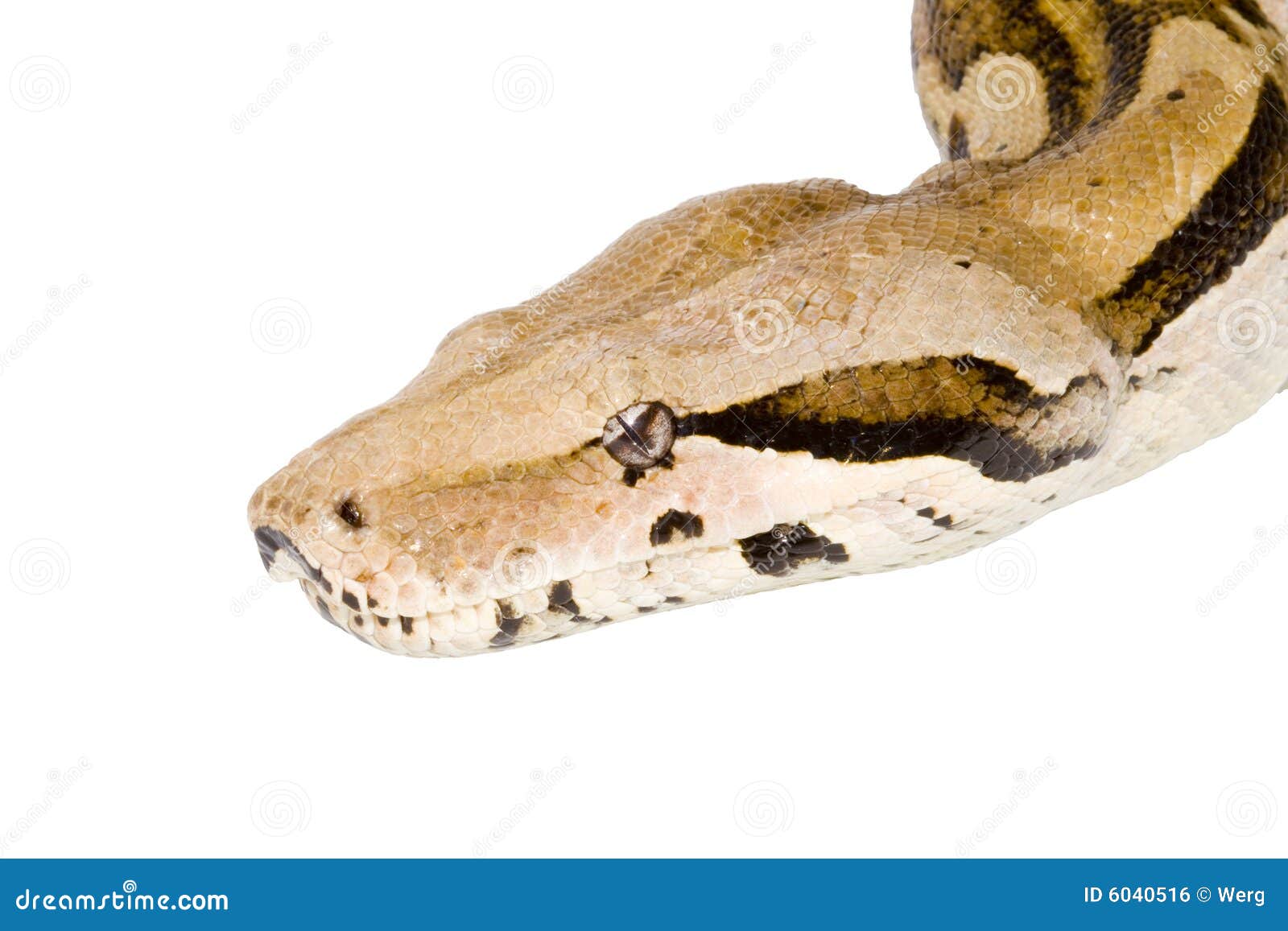 Head of a Boa stock photo. Image of mauritius, nature - 6040516