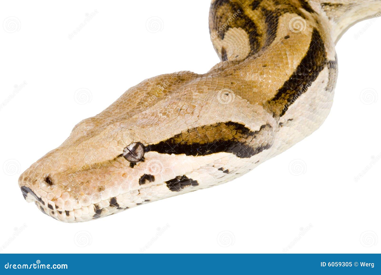 Head of a Boa stock image. Image of herpetology, mauritius - 6059305