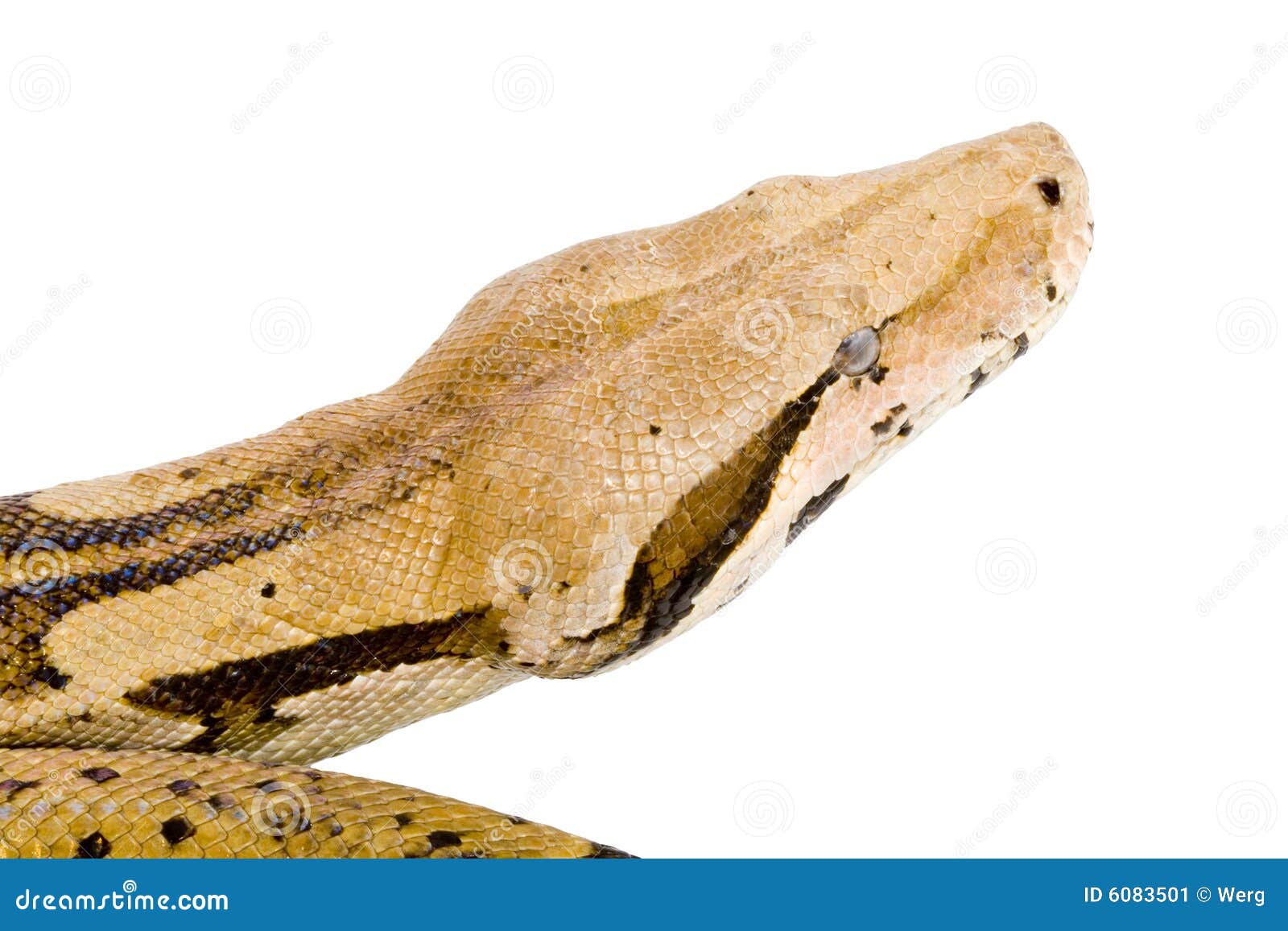 Head of a Boa stock image. Image of dangerous, stare, anaconda - 6083501