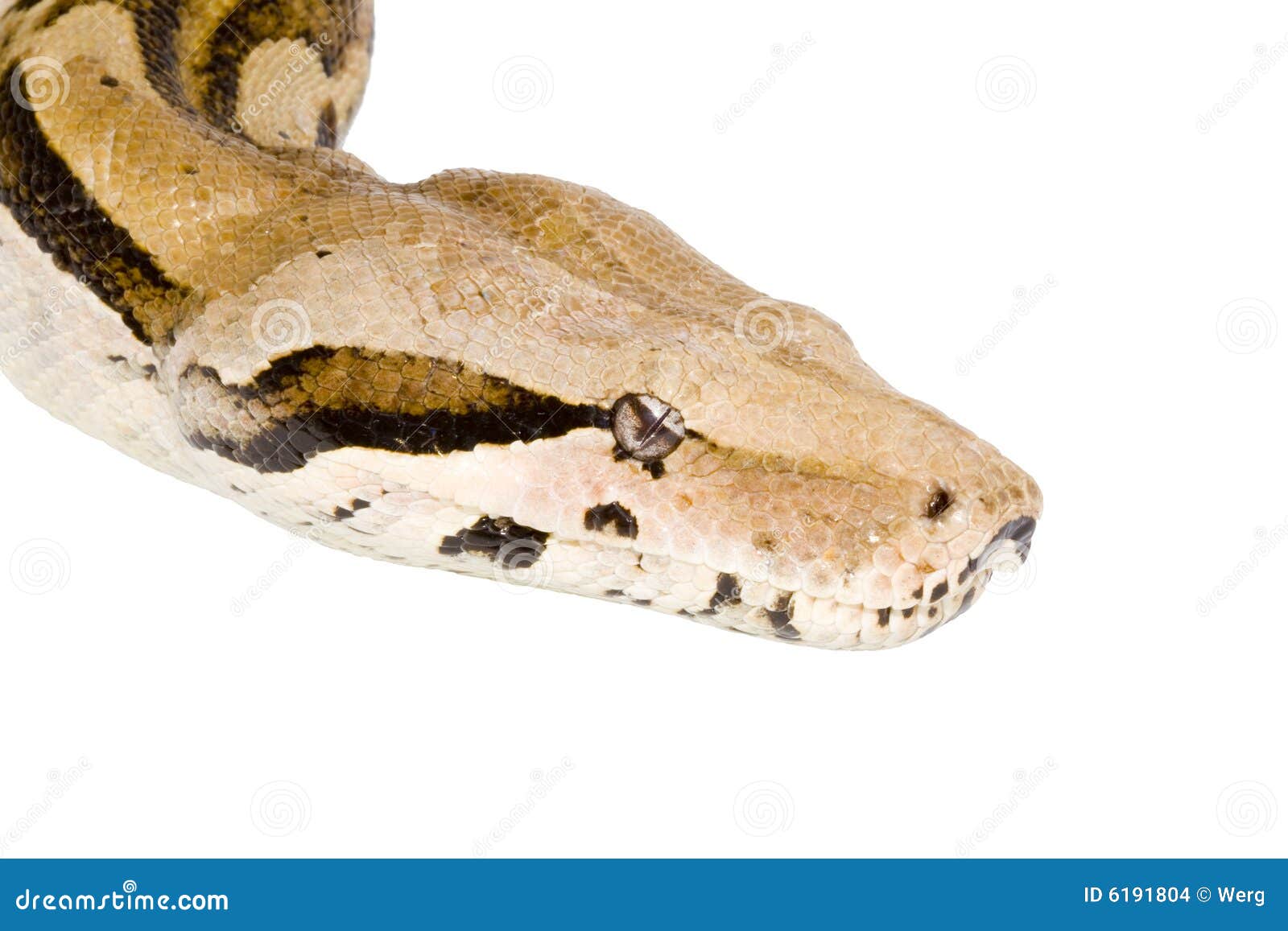 Head Of A Boa Stock Images - Image: 6191804