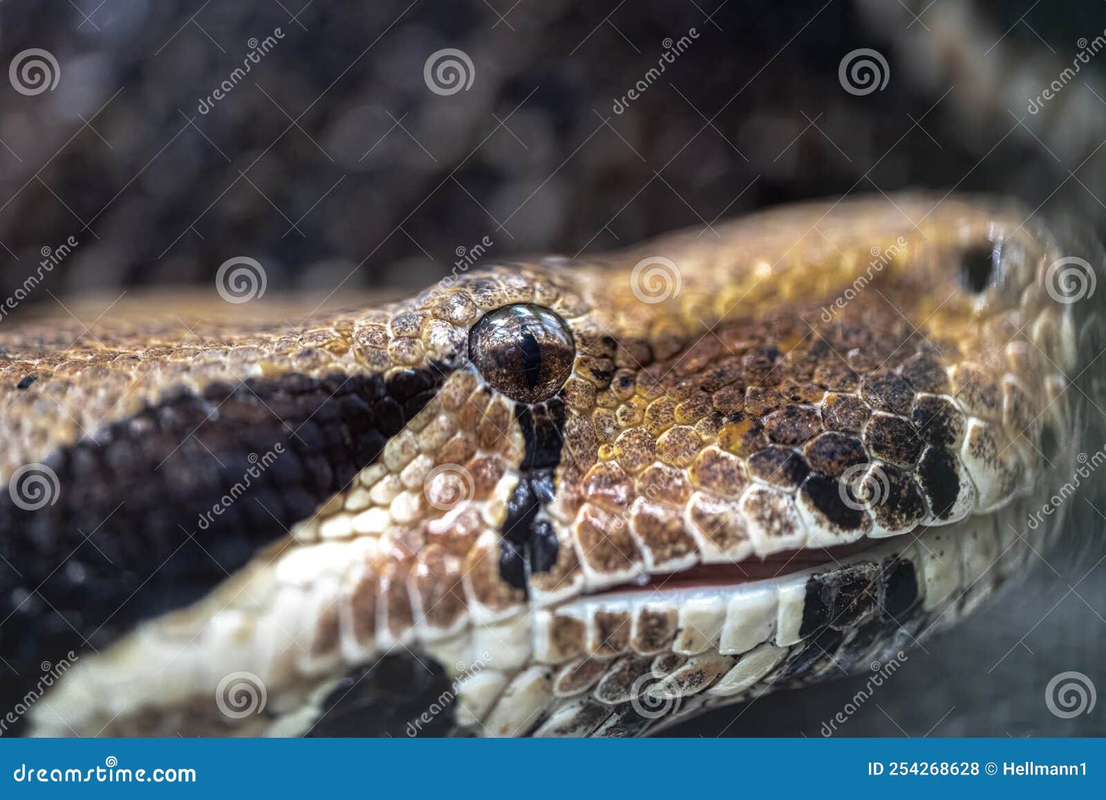 Head of a Boa stock photo. Image of looking, wildlife - 254268628