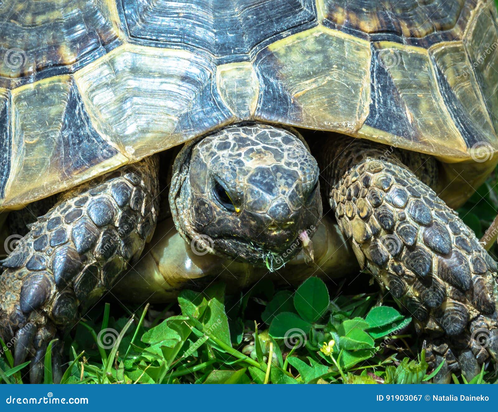 Head turtle close up stock image. Image of reptile, face - 91903067