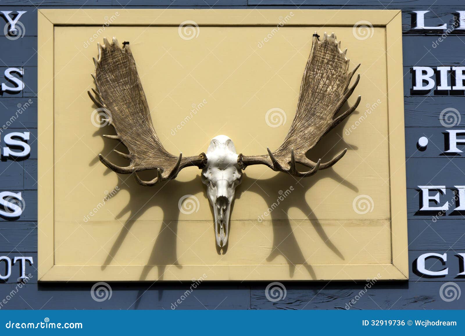 Head bone of a moose stock photo. Image of blue, natural - 32919736