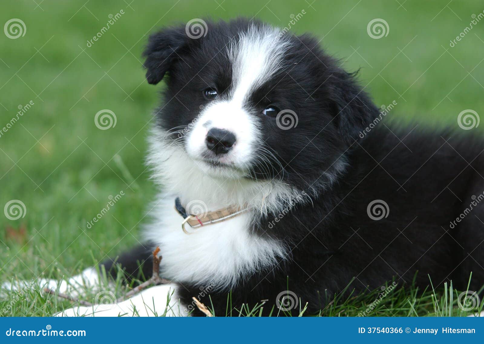 Head of a Border Collie Puppy Stock Photo - Image of border, purebred ...