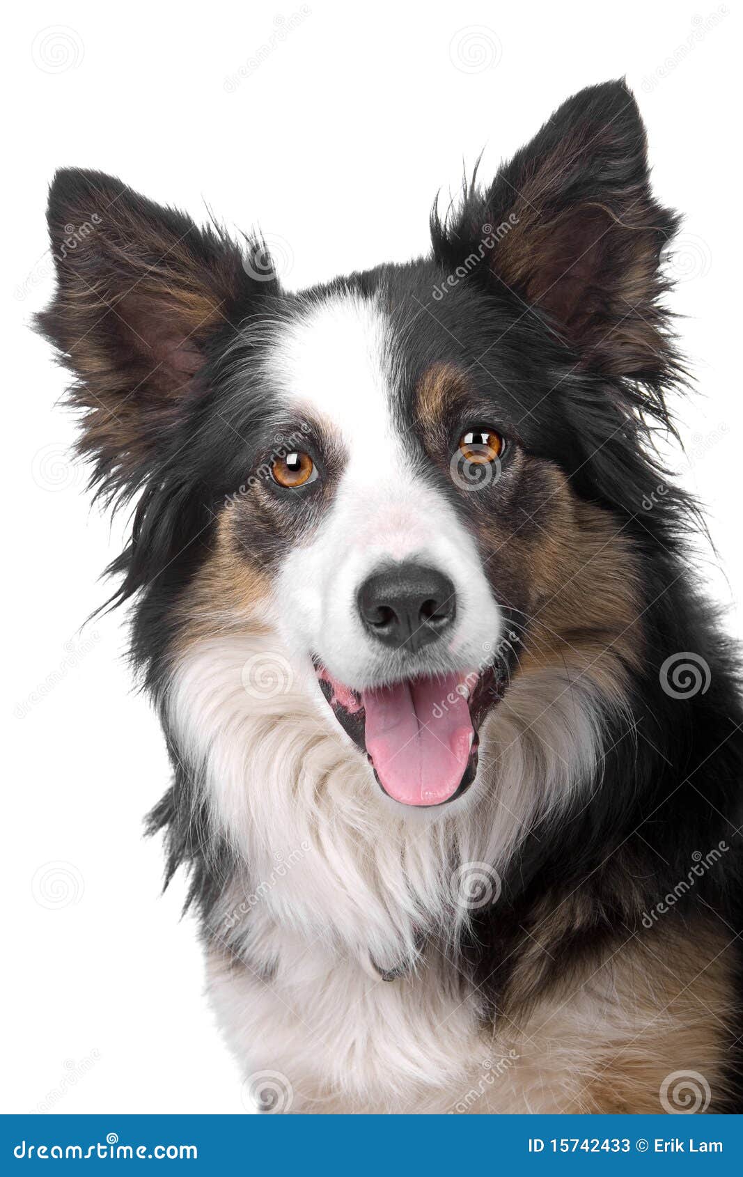 Head of Border Collie Sheepdog Stock Image - Image of black, collie ...