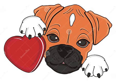 Head of Boxer Dog with Heart Stock Illustration - Illustration of hold ...