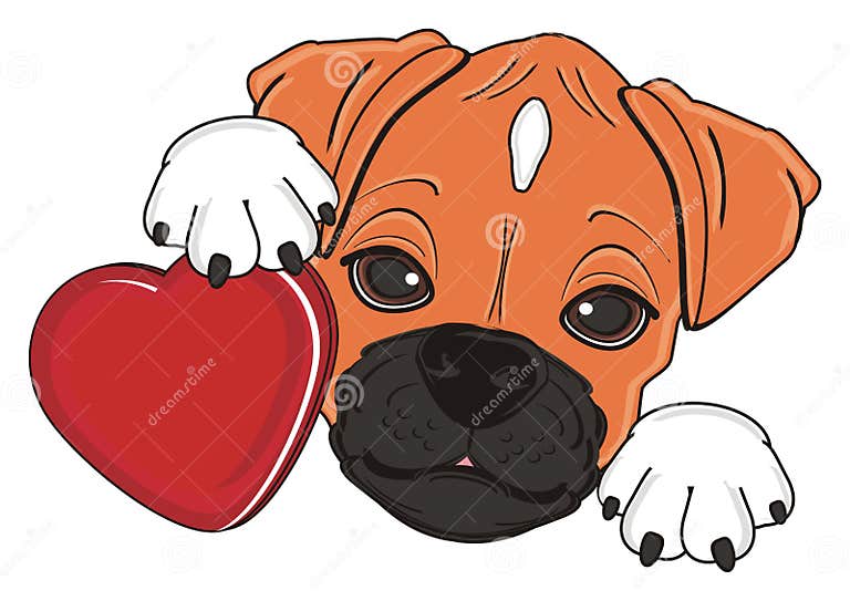 Head of Boxer Dog with Heart Stock Illustration - Illustration of hold ...
