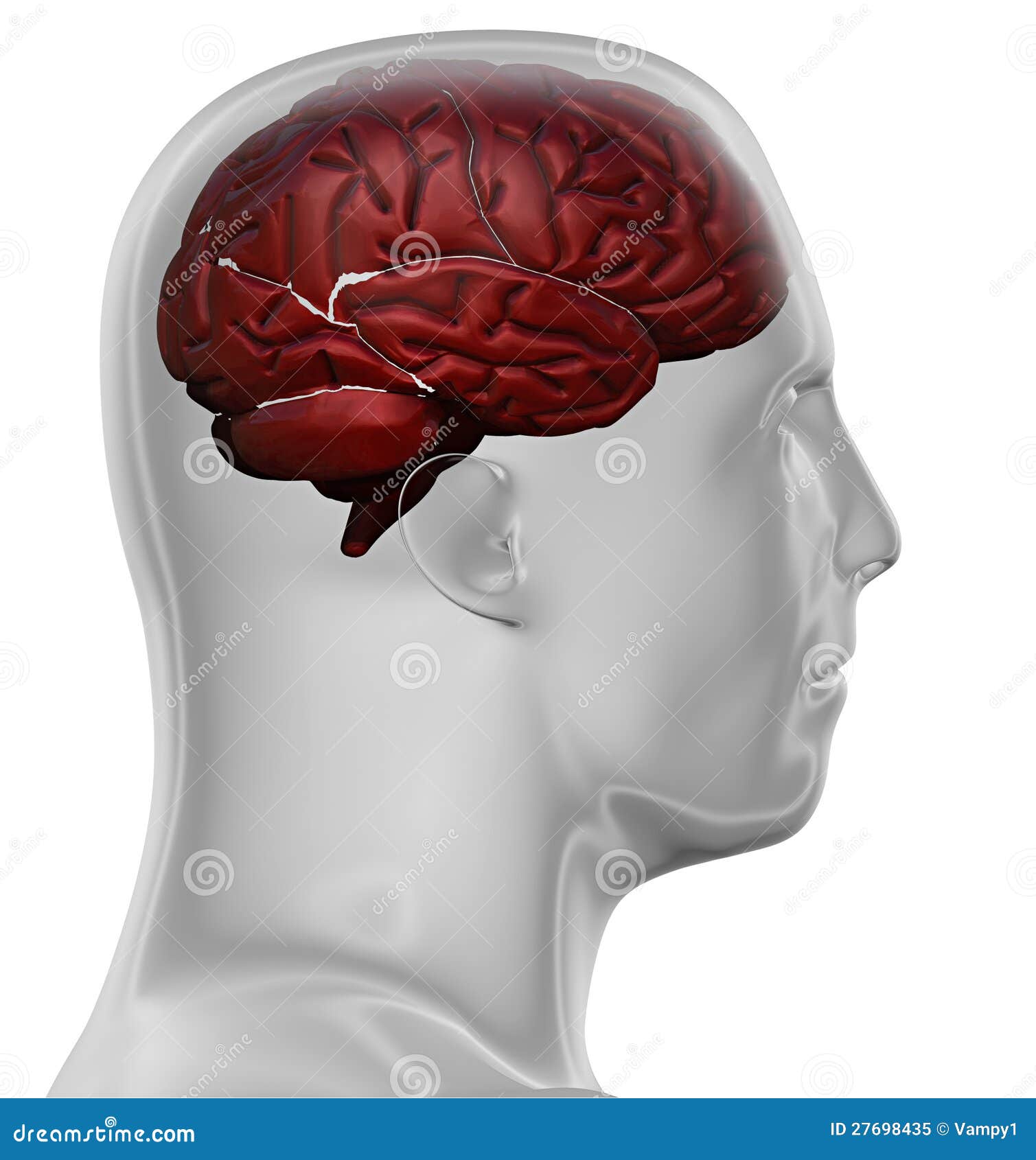 Head and Brain Seen from the Side Stock Illustration - Illustration of ...