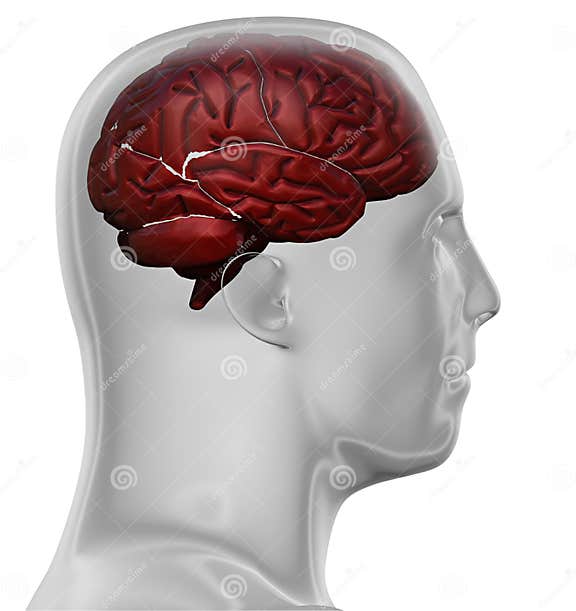 Head and Brain Seen from the Side Stock Illustration - Illustration of ...