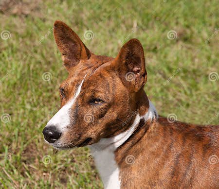 Head of a brindle Basenji stock image. Image of basenji - 21098991