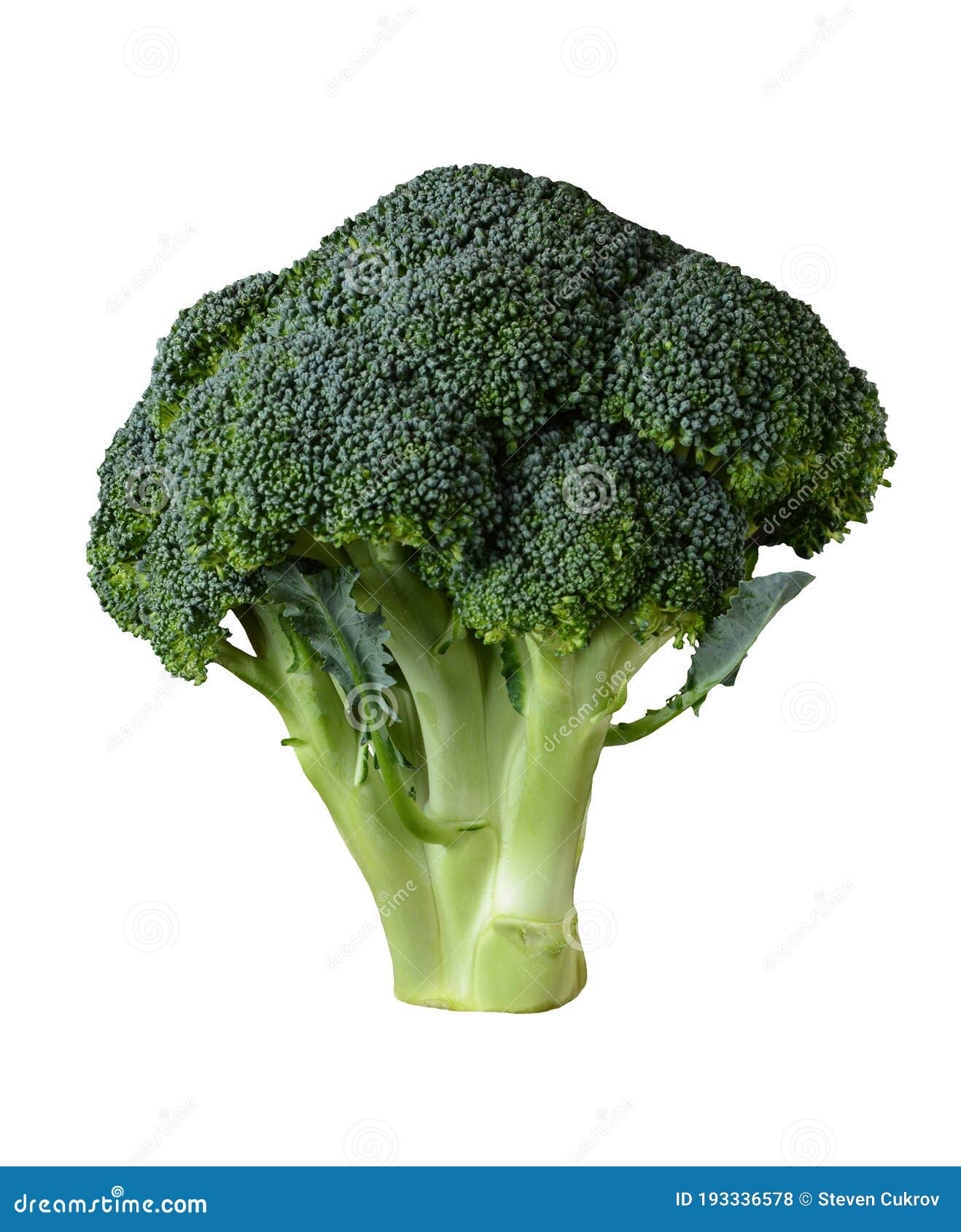 A Head of Broccoli Isolated on White Stock Photo - Image of still ...