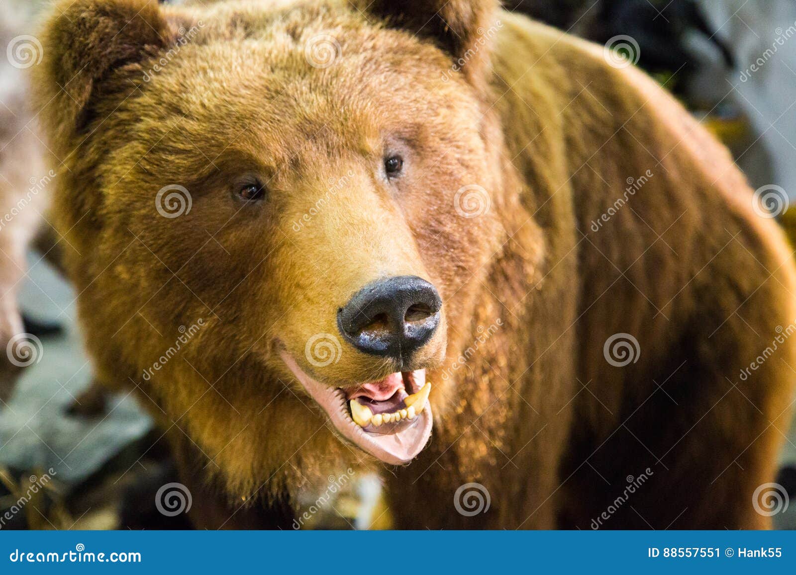 The Head of a Brown Bear with Bared Teeth Stock Image - Image of ...