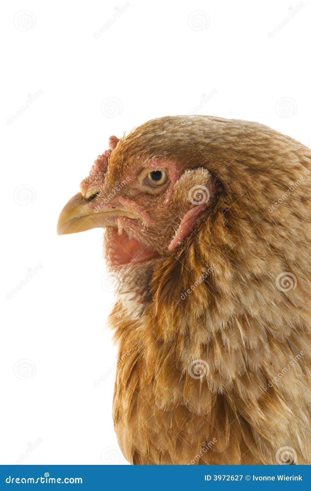 Head of a brown chicken stock image. Image of isolated - 3972627