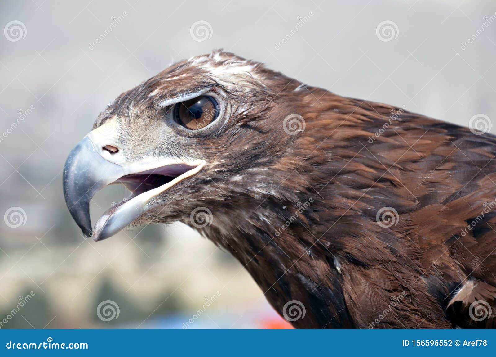 Head of a brown eagle stock photo. Image of bald, eagle - 156596552