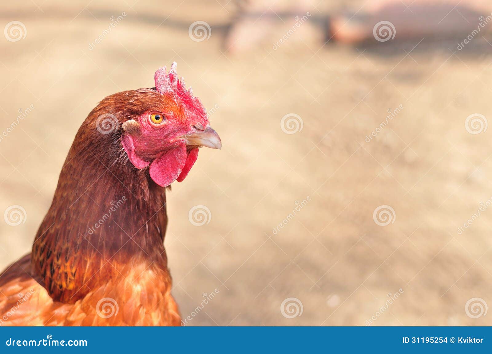 Head of brown hen stock photo. Image of brown, female - 31195254