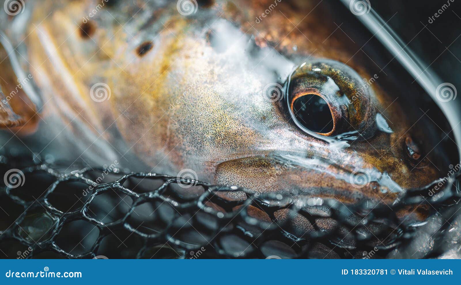 Head of Brown Trout Close-up Stock Image - Image of wild, lake: 183320781