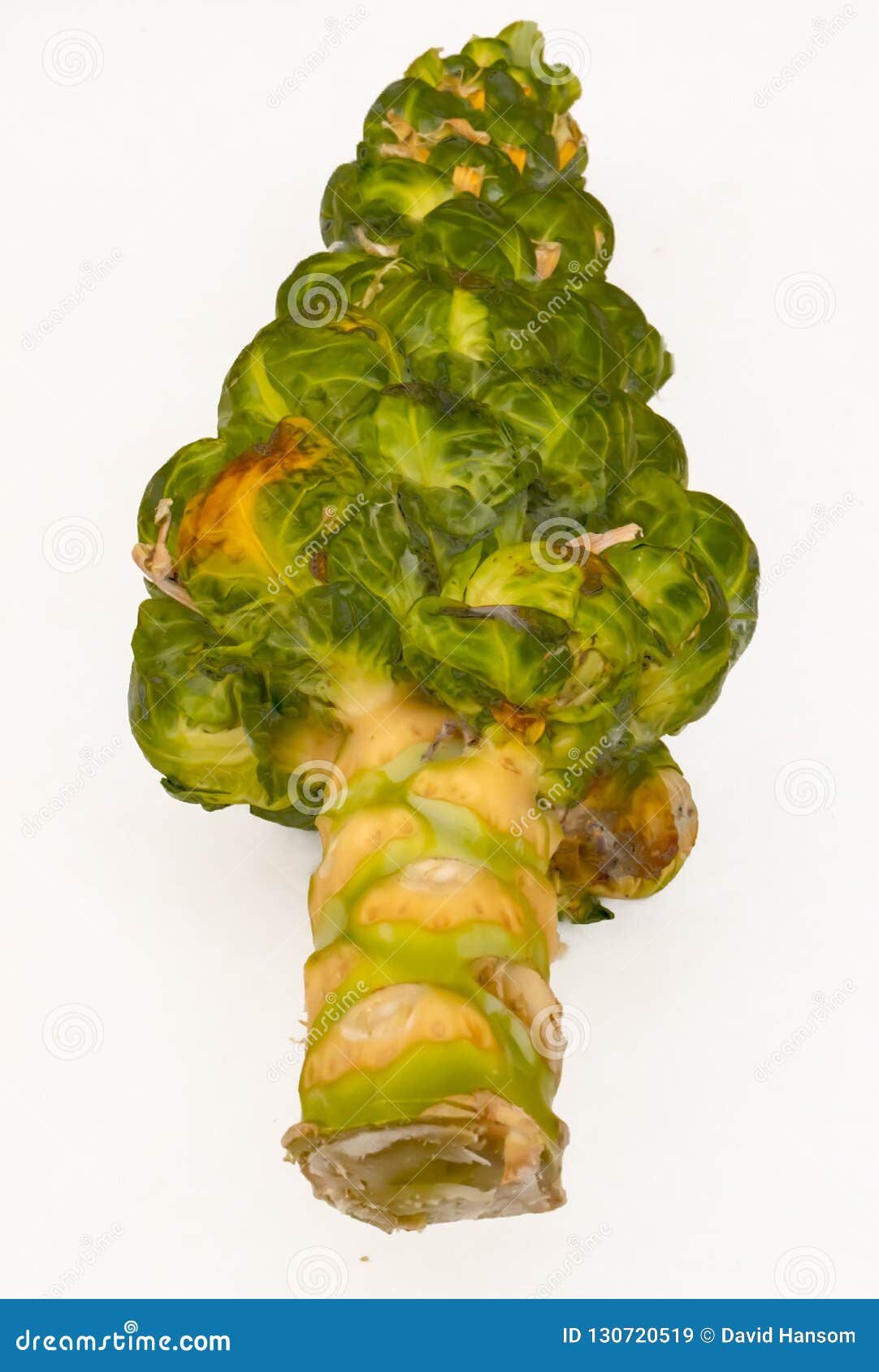 A head of Brussels sprouts stock image. Image of traditional - 130720519