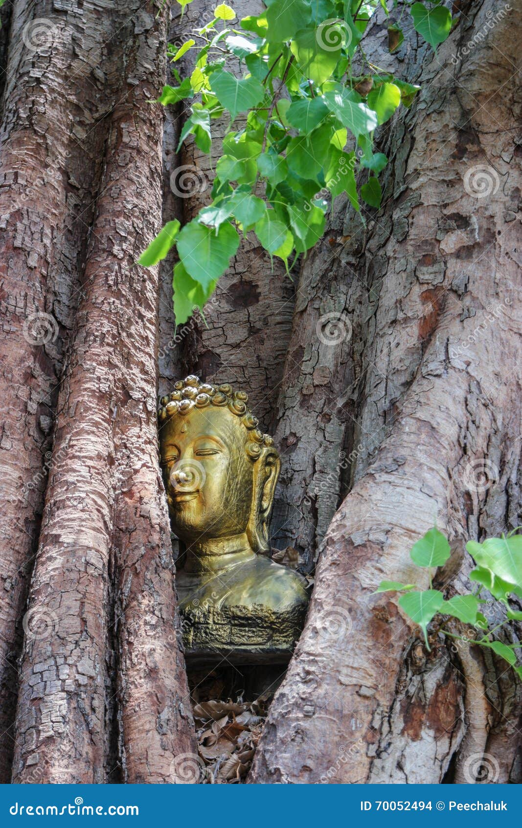 Buddha And The Bodhi Tree Stock Photography | CartoonDealer.com #76948184