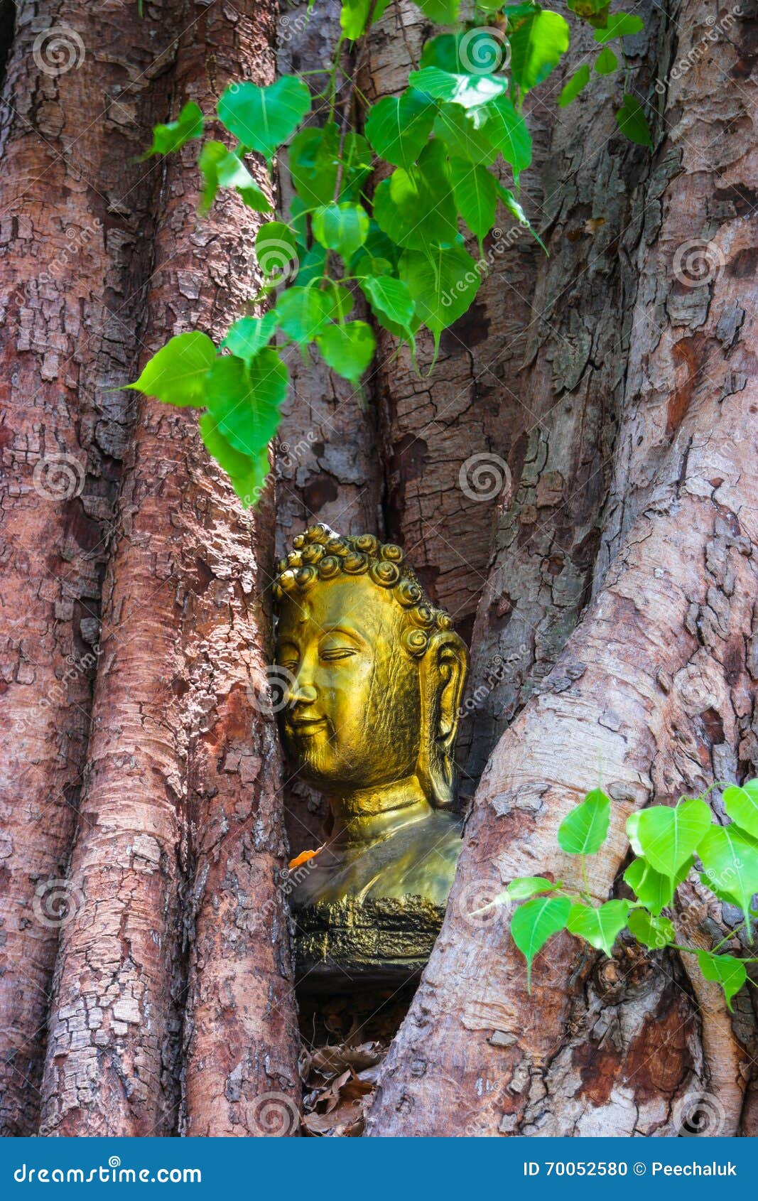 Buddha And The Bodhi Tree Stock Photography | CartoonDealer.com #76948184