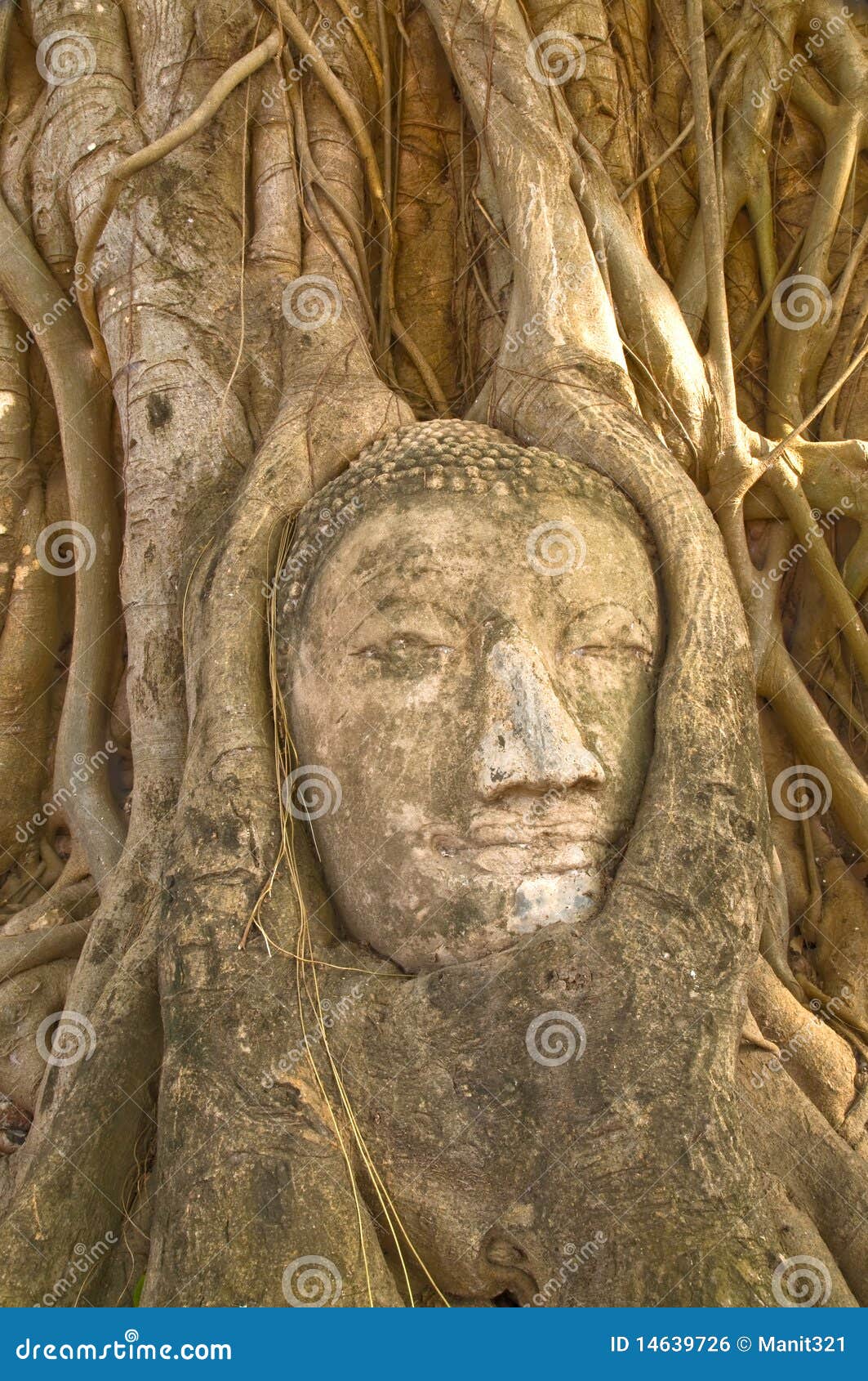 Head Of Buddha Statue In Tree, Ayutthaya Stock Photo - Image of buddha ...