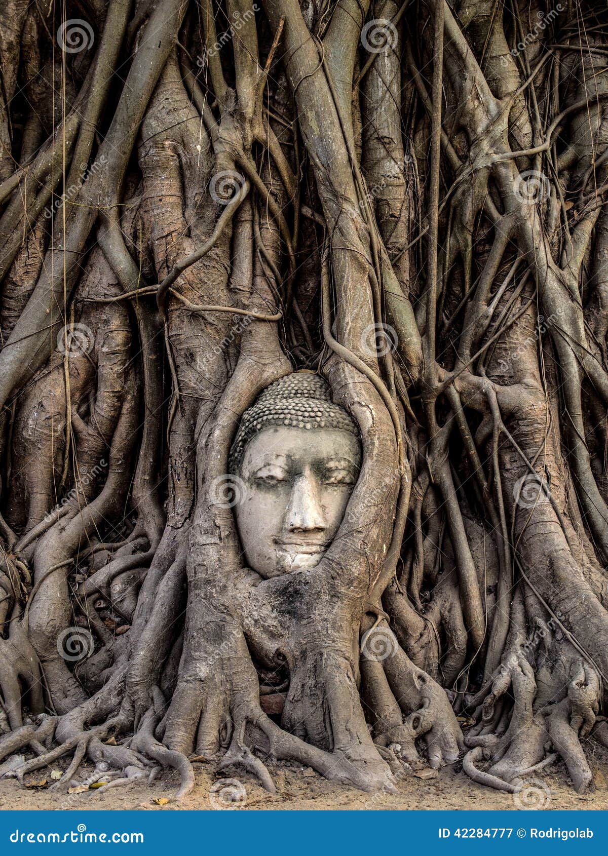 Head of Buddha Statue in the Tree Roots, Ayutthaya, Thailand Stock ...