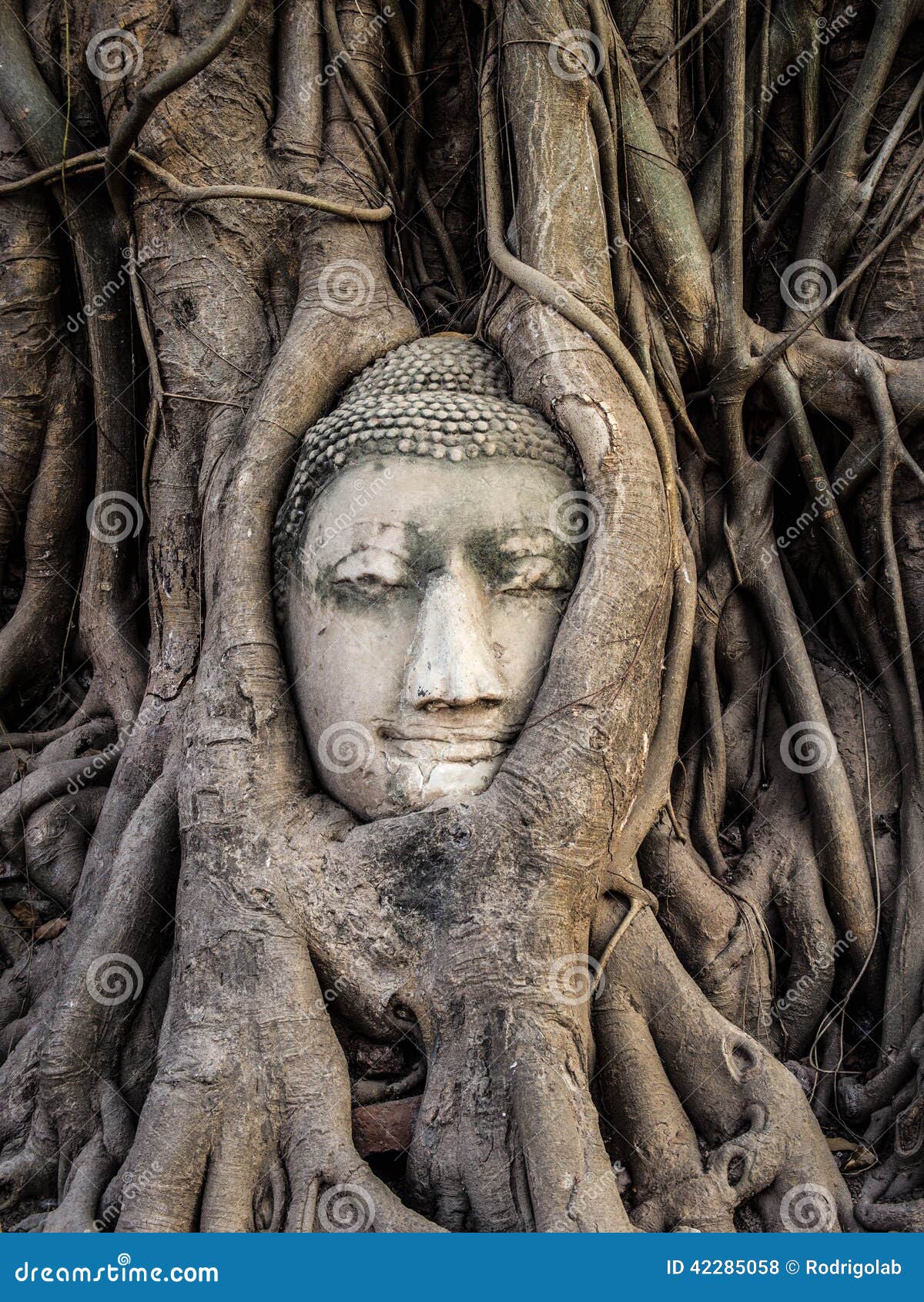 Head of Buddha Statue in the Tree Roots, Ayutthaya, Thailand Stock ...
