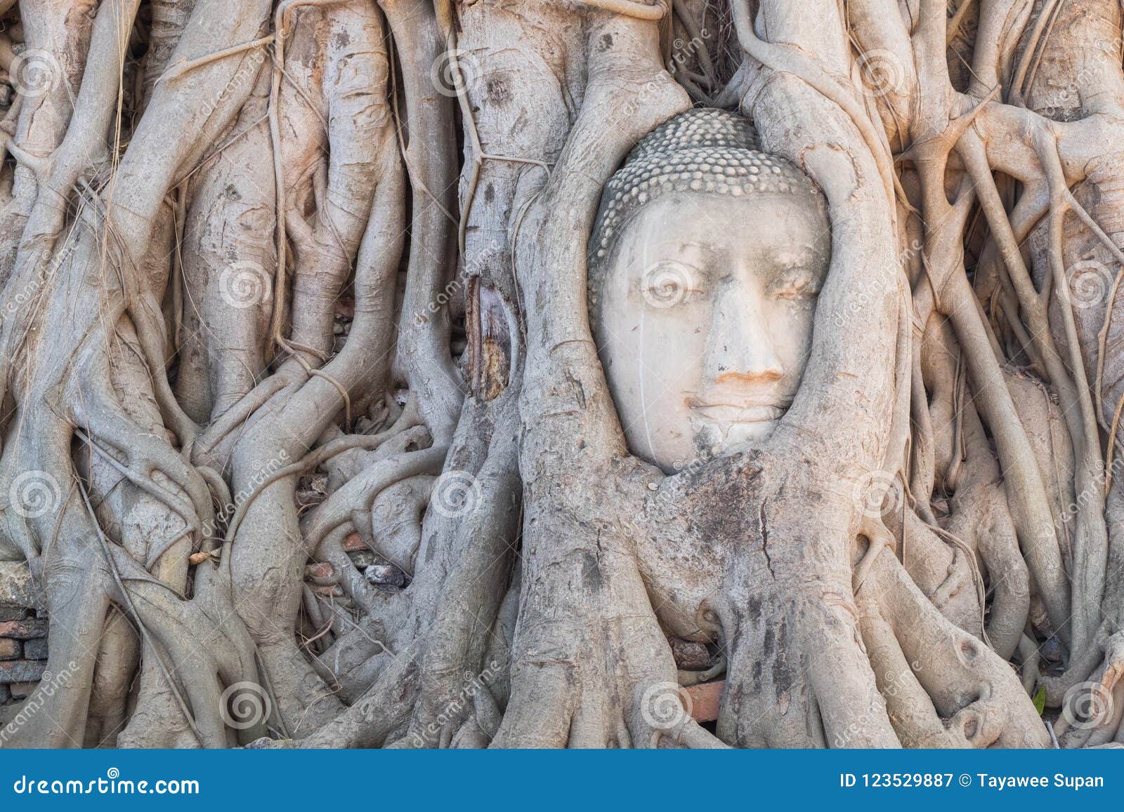 Head of Buddha Statue in the Tree Roots at Wat Mahathat Temple, Stock ... Head of Buddha Statue in the Tree Roots at Wat Mahathat Temple, Stock ...