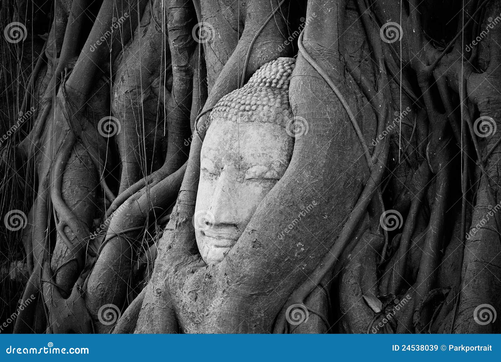 Head of Buddha Under a Fig Tree in Ayutthaya Stock Image - Image of ...