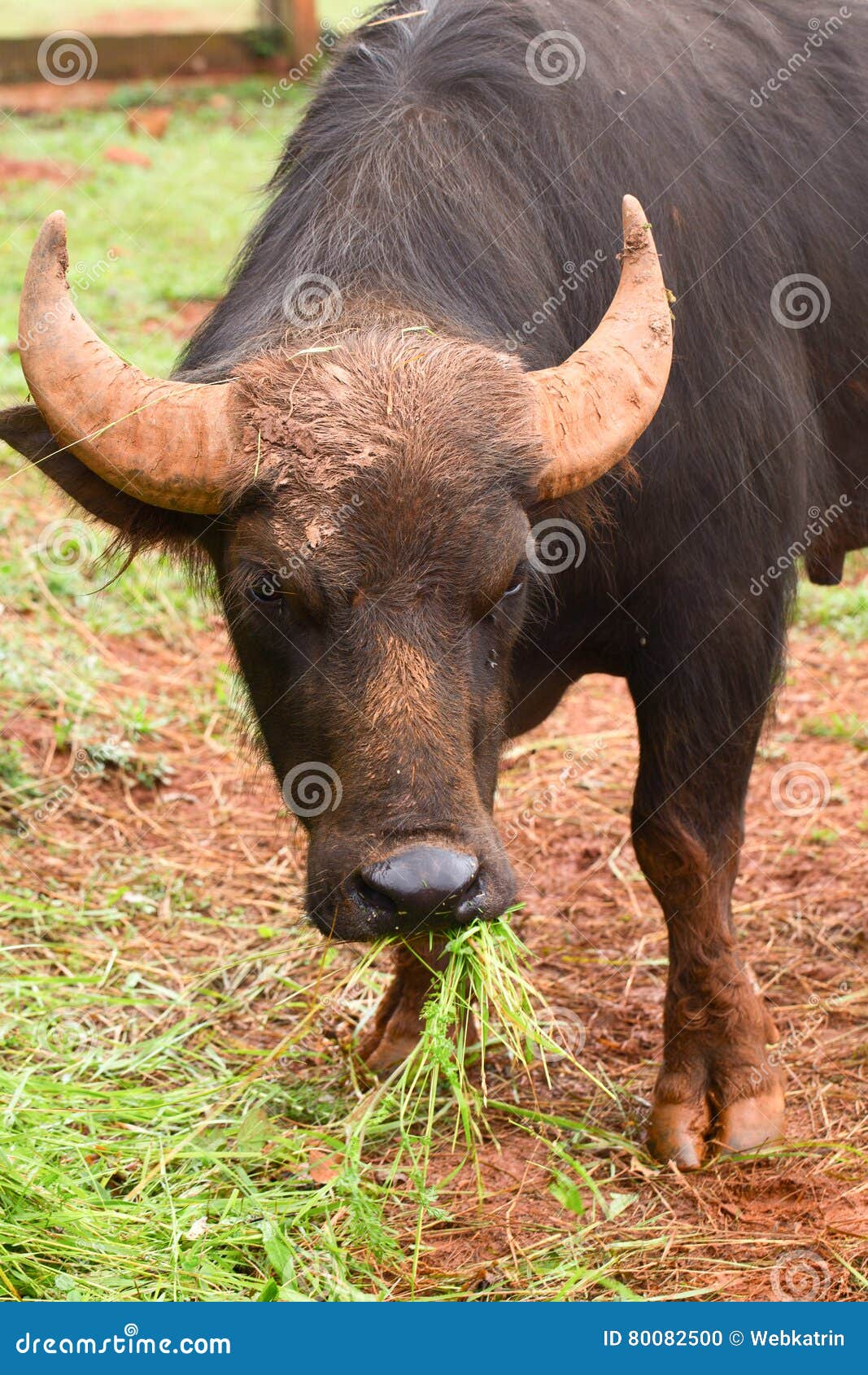 Head of a buffalo close up stock photo. Image of grass - 80082500