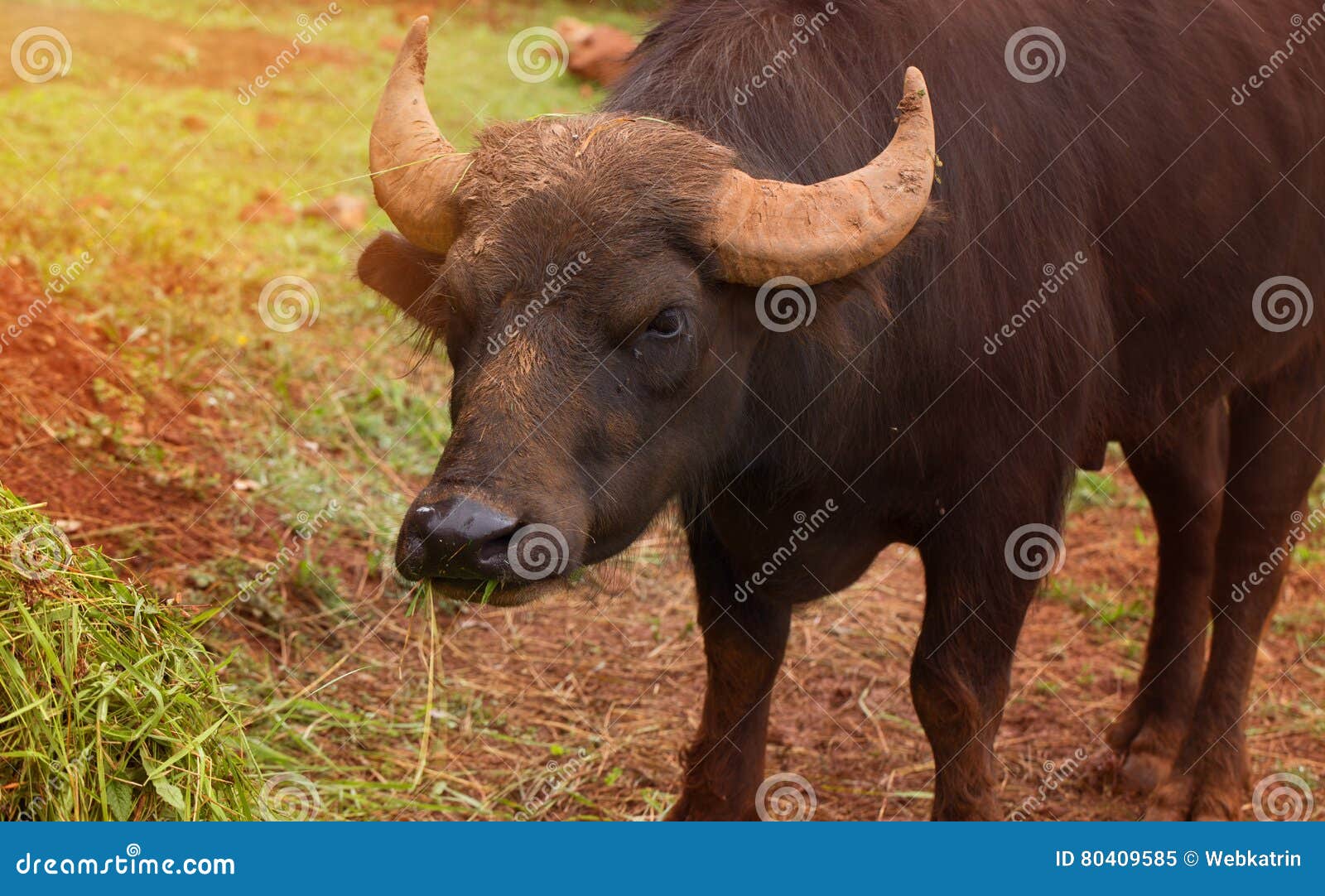 Buffalo Close Up,a Heavily Built Wild Ox With Backswept Horns , Stock ...