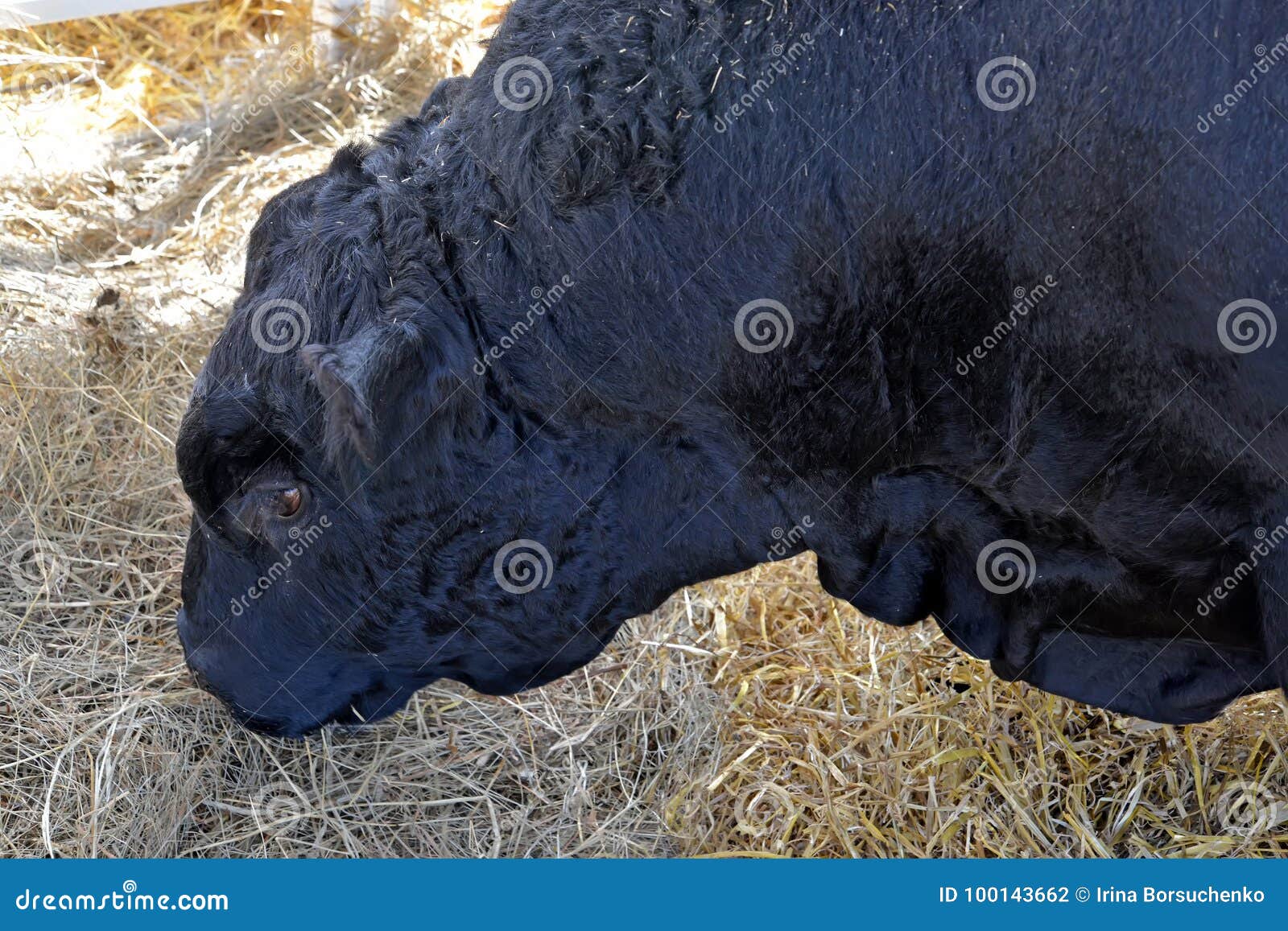 The Head of a Bull Aberdeen - the Angus Breed, a Side View Stock Photo ...