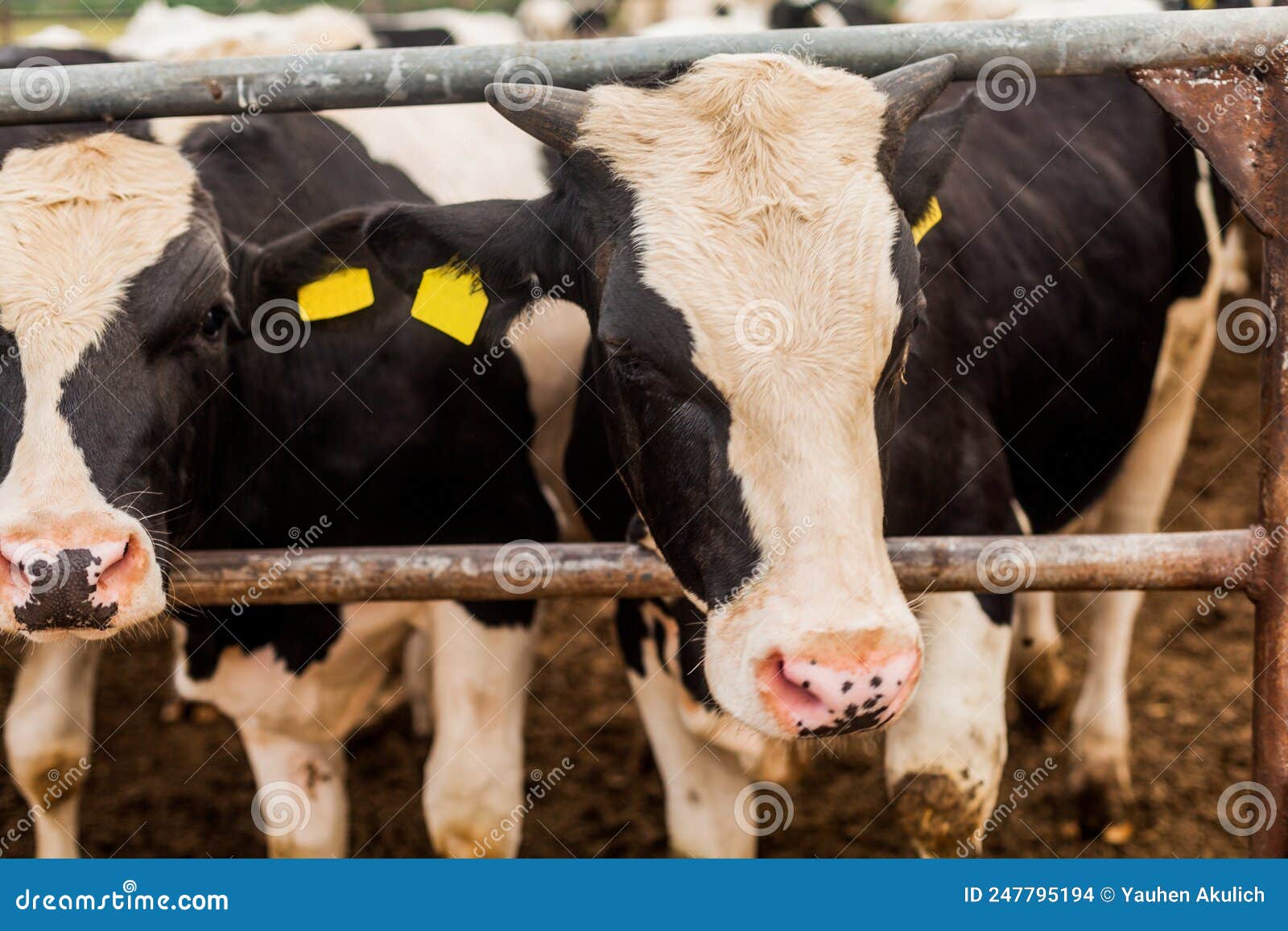 Head of a Bull Close-up Growing Bull-calves into Slaughter. Stock Photo ...