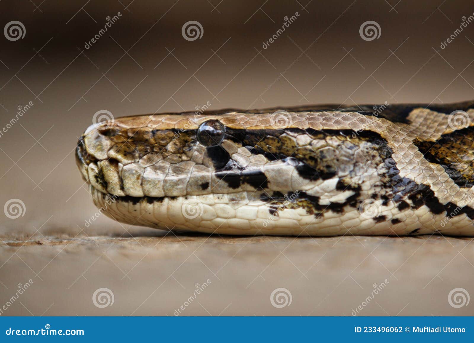 Head of Burmese python stock photo. Image of species - 233496062
