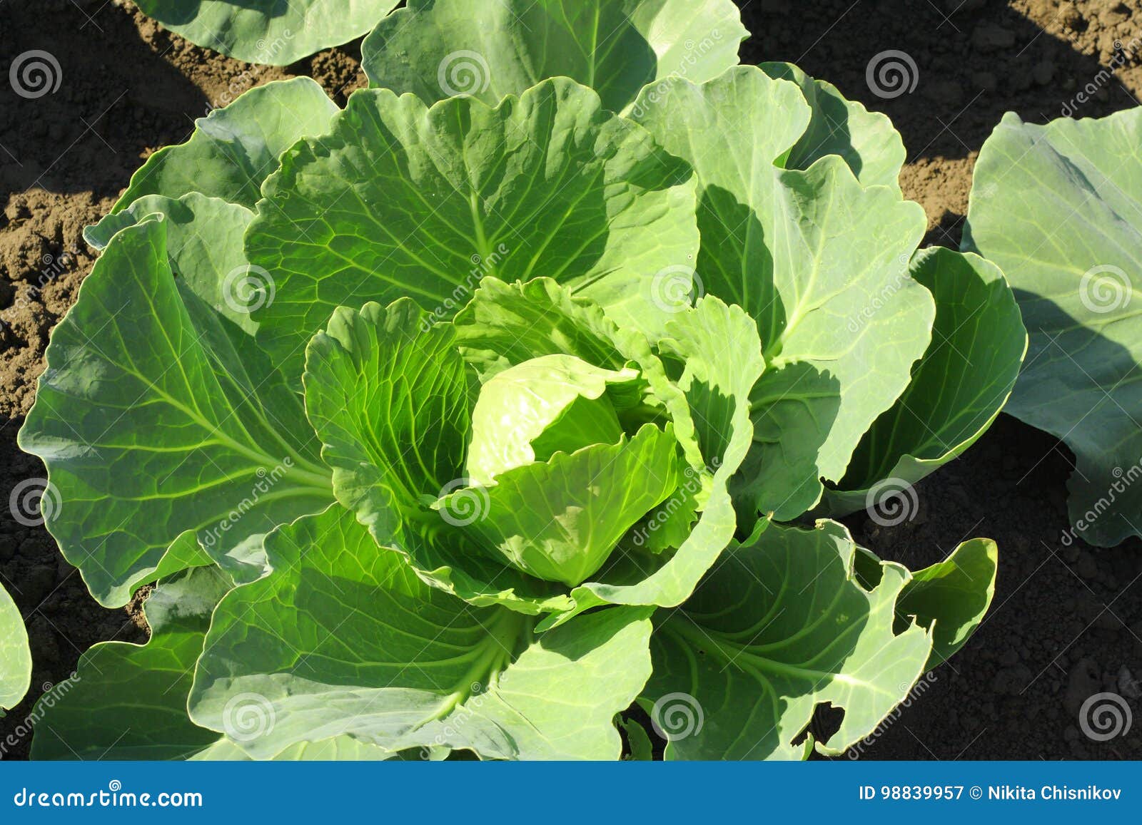 Head of cabbage close-up stock image. Image of greens - 98839957